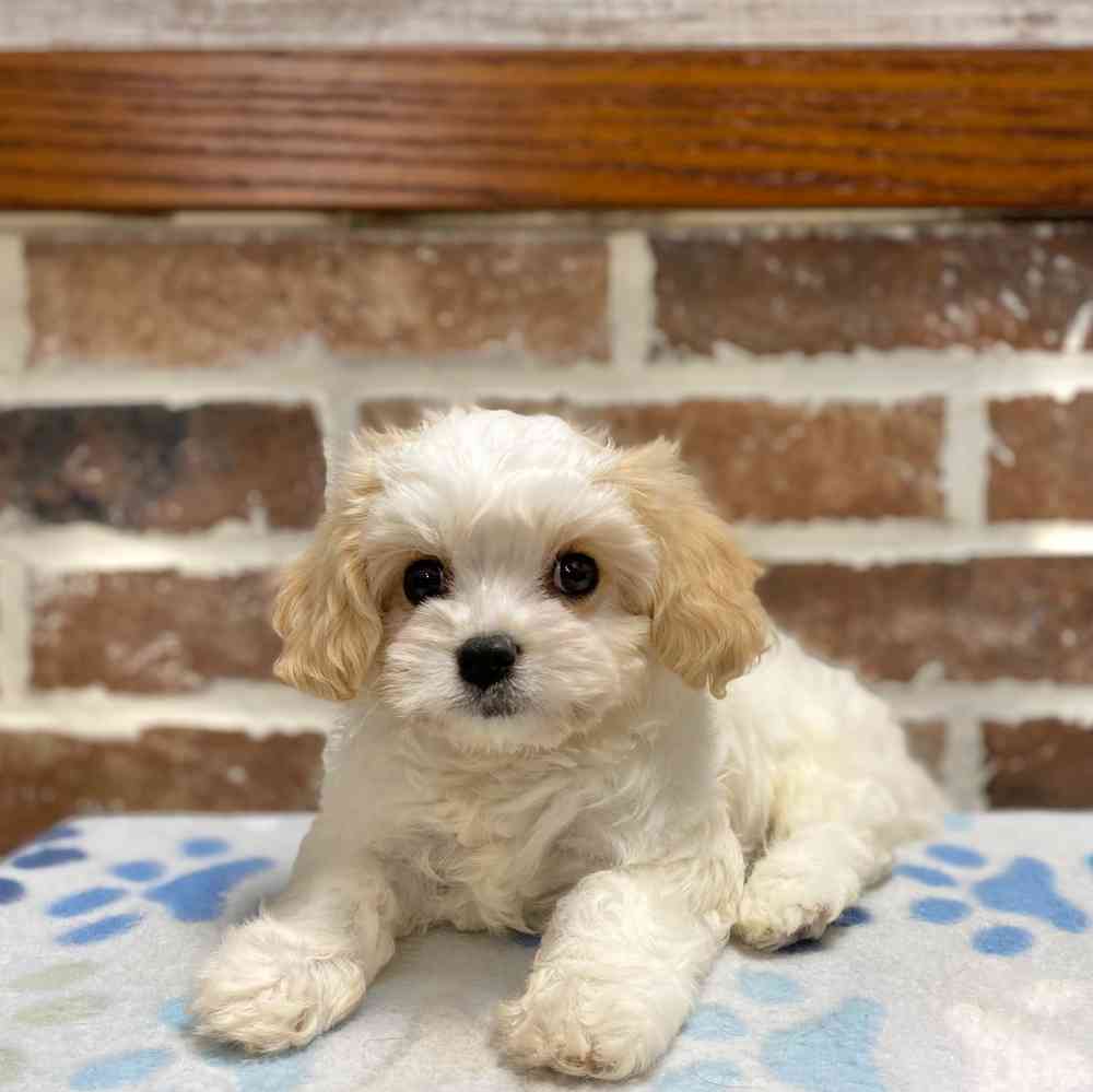 Teacup Cavachon