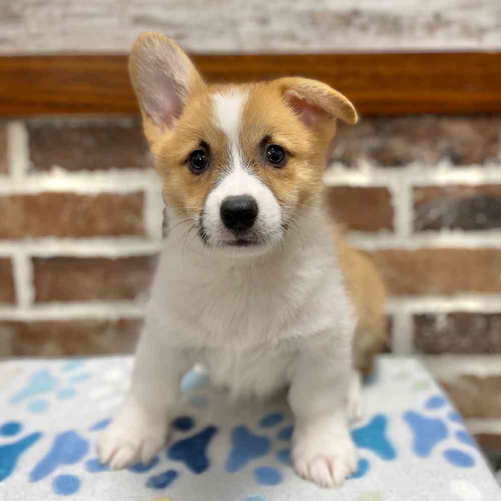 Welcome to Shake A Paw | Finding Best Friends Forever