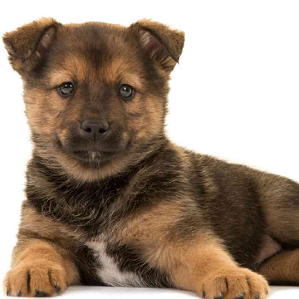 Brown Pomsky