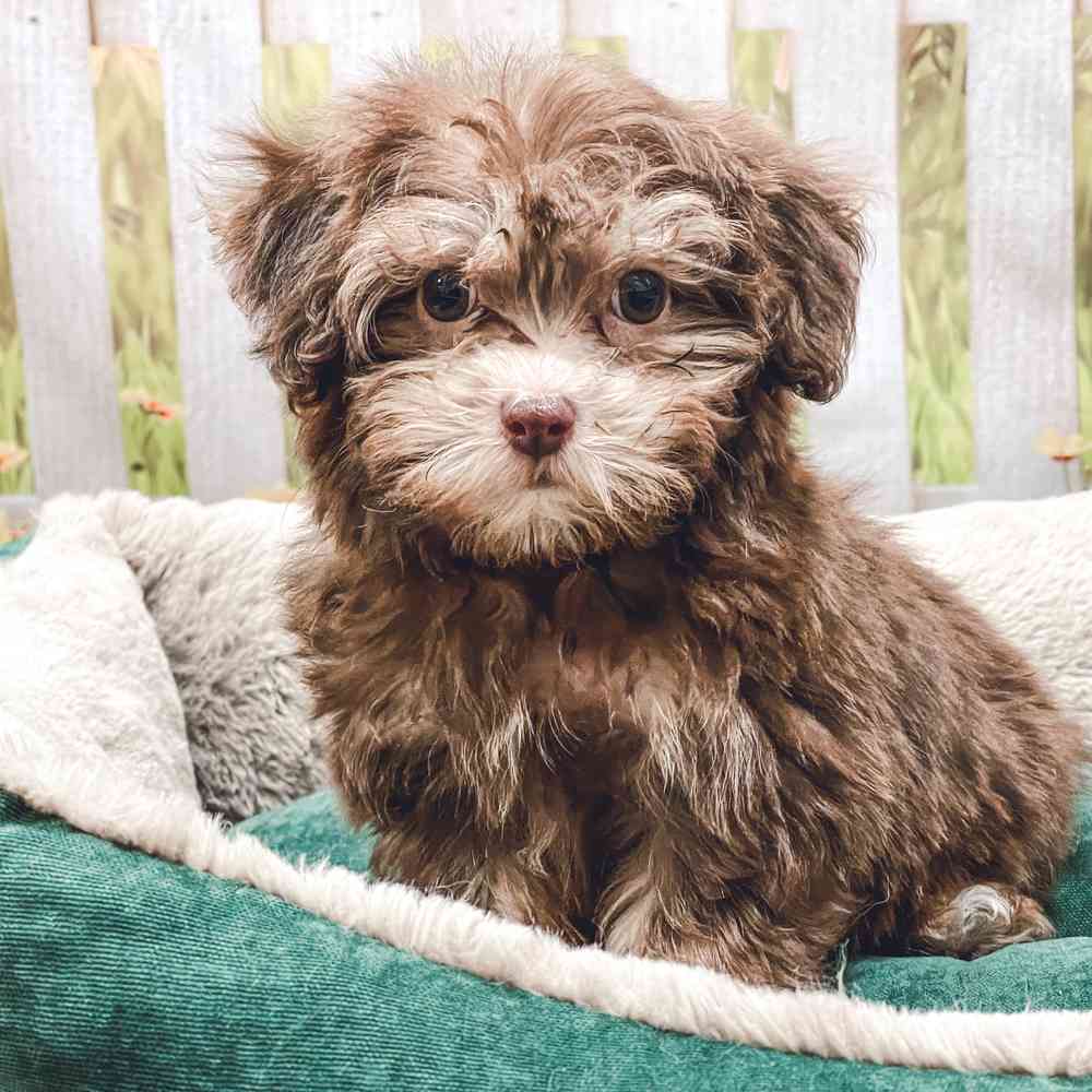Brown Havanese Mix