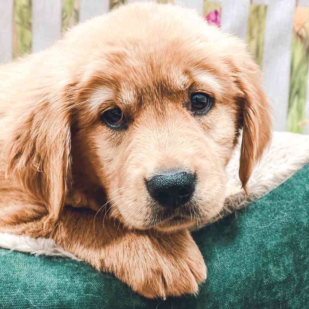 Golden Retrievers Puppies With Blue Eyes