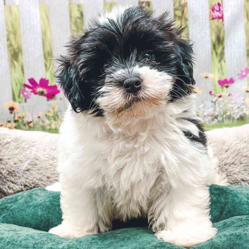 Havanese Poodle Mix