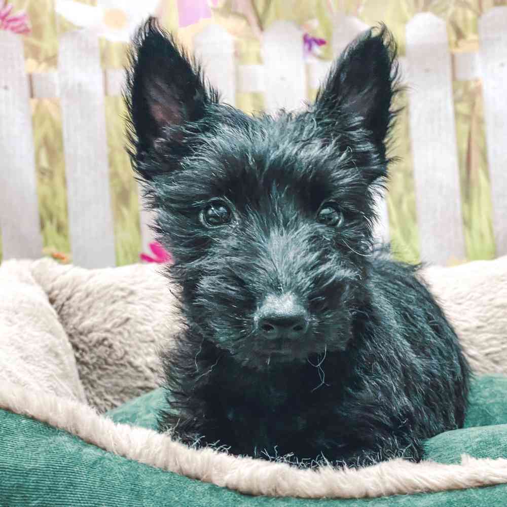 Welcome to Shake A Paw | Finding Best Friends Forever