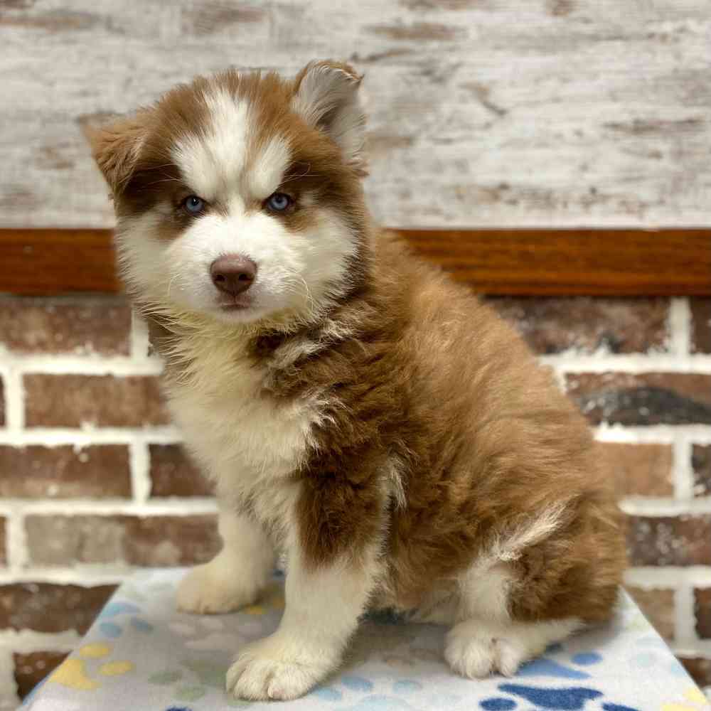 Welcome to Shake A Paw | Finding Best Friends Forever