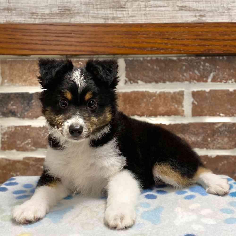 Mini Australian Shepherd Mix