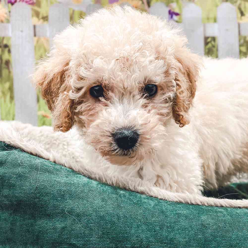 Bichon Frise Poodle Mix