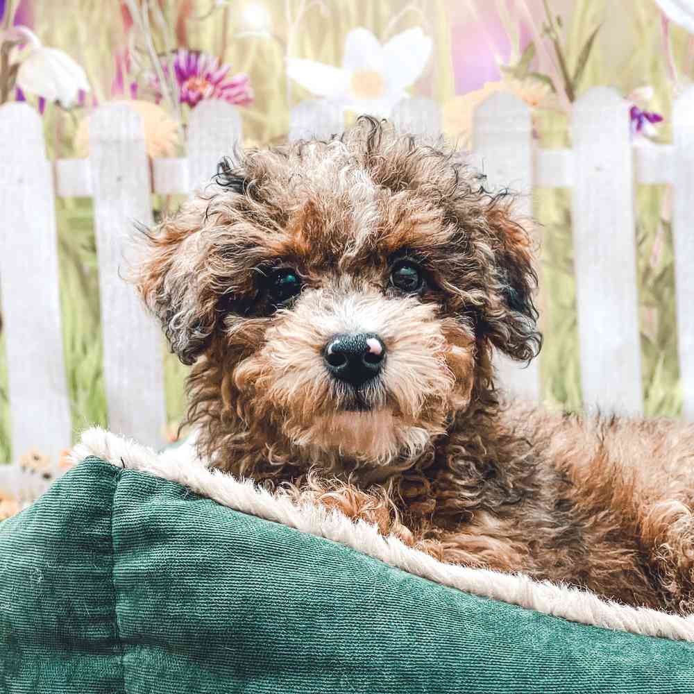Brown Mini Poodle Puppies